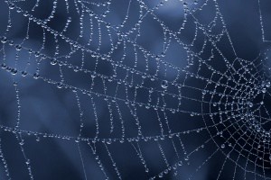 Arachnophobia (The Fear Of Spiders) | Dr. Taji Huang PhD